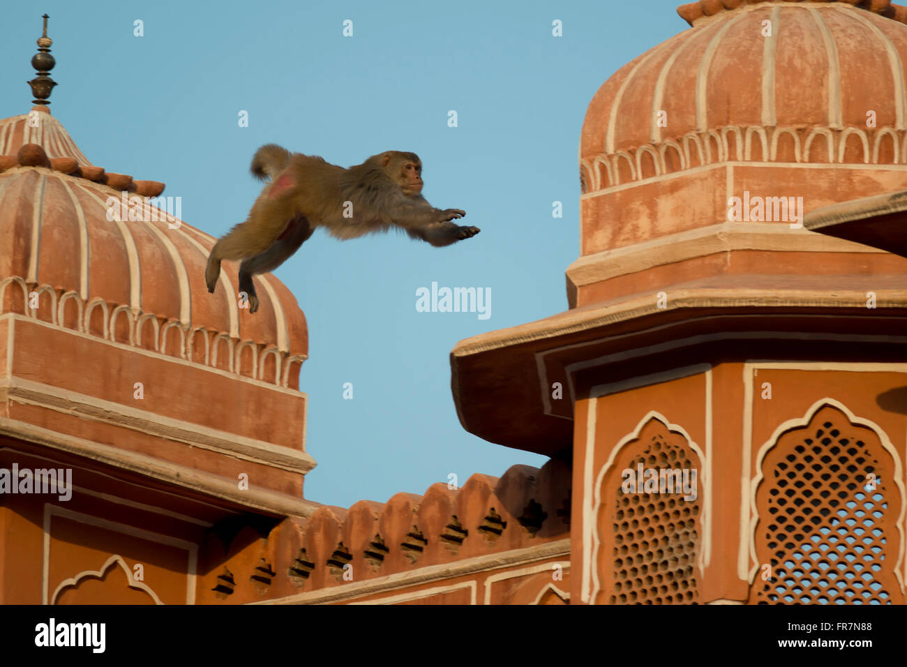 Macaque jumping hi-res stock photography and images - Alamy