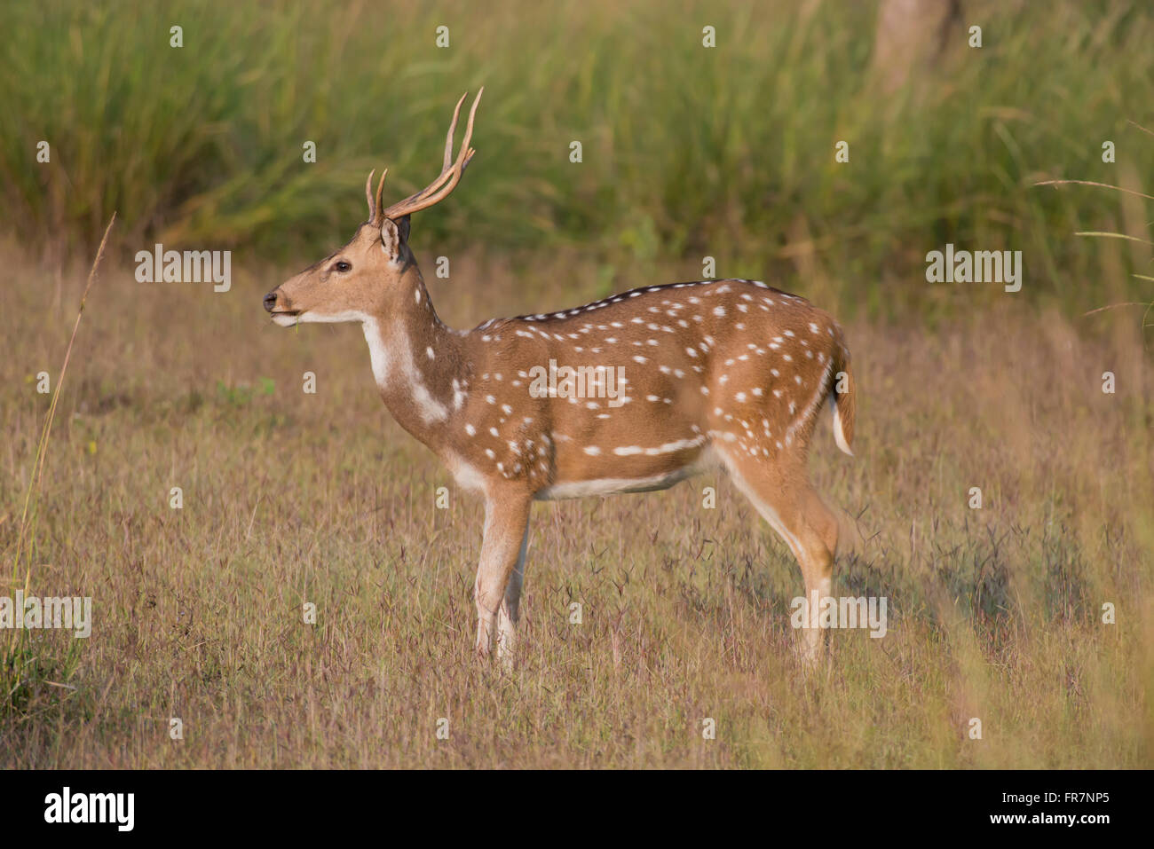 Chital deer also called Spotted Deer in Kanha National Park of India ...