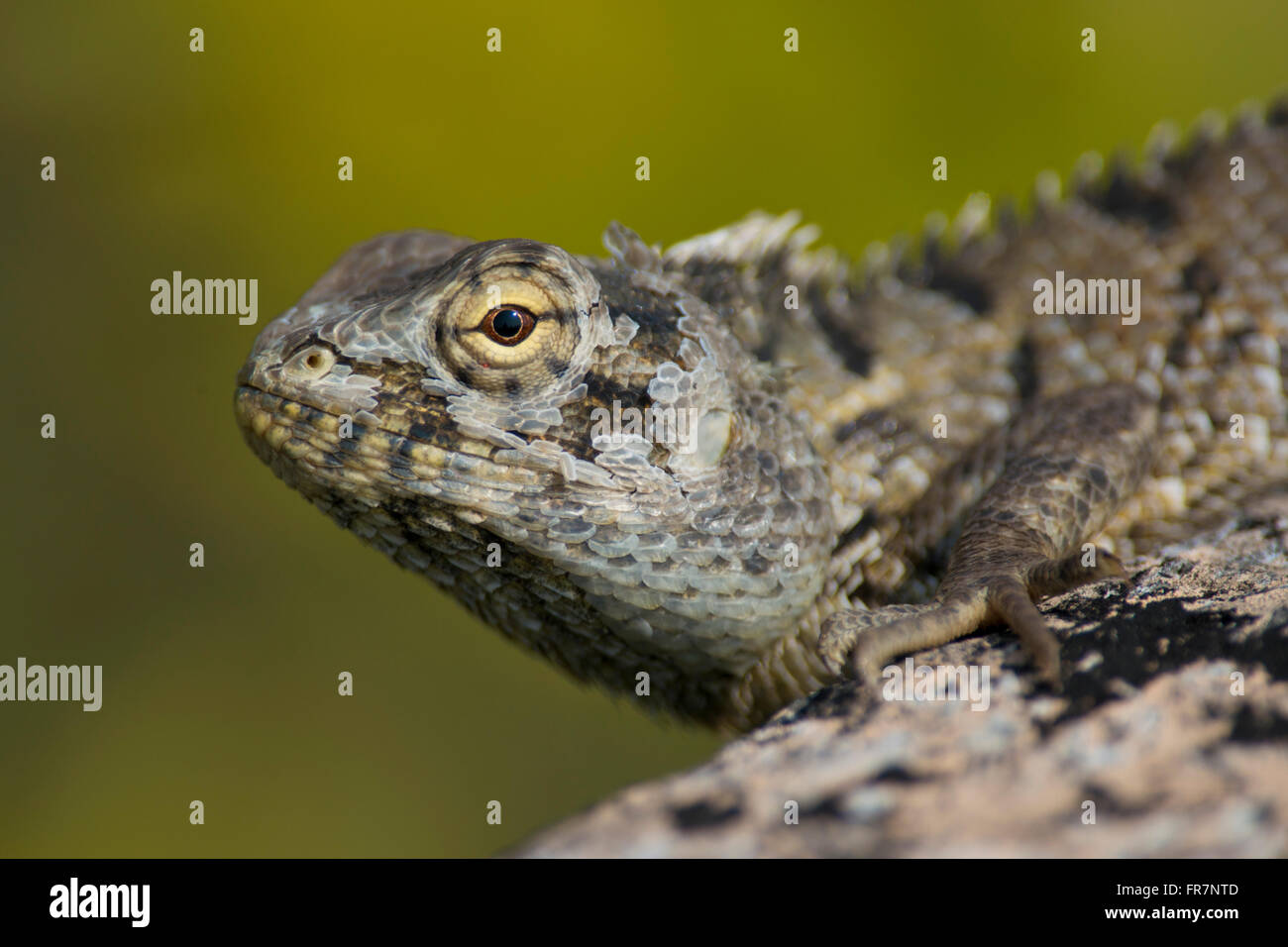 Portrait of an Indian lizad Stock Photo - Alamy