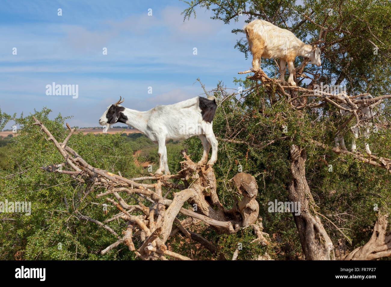 Goats In Trees Wallpaper
