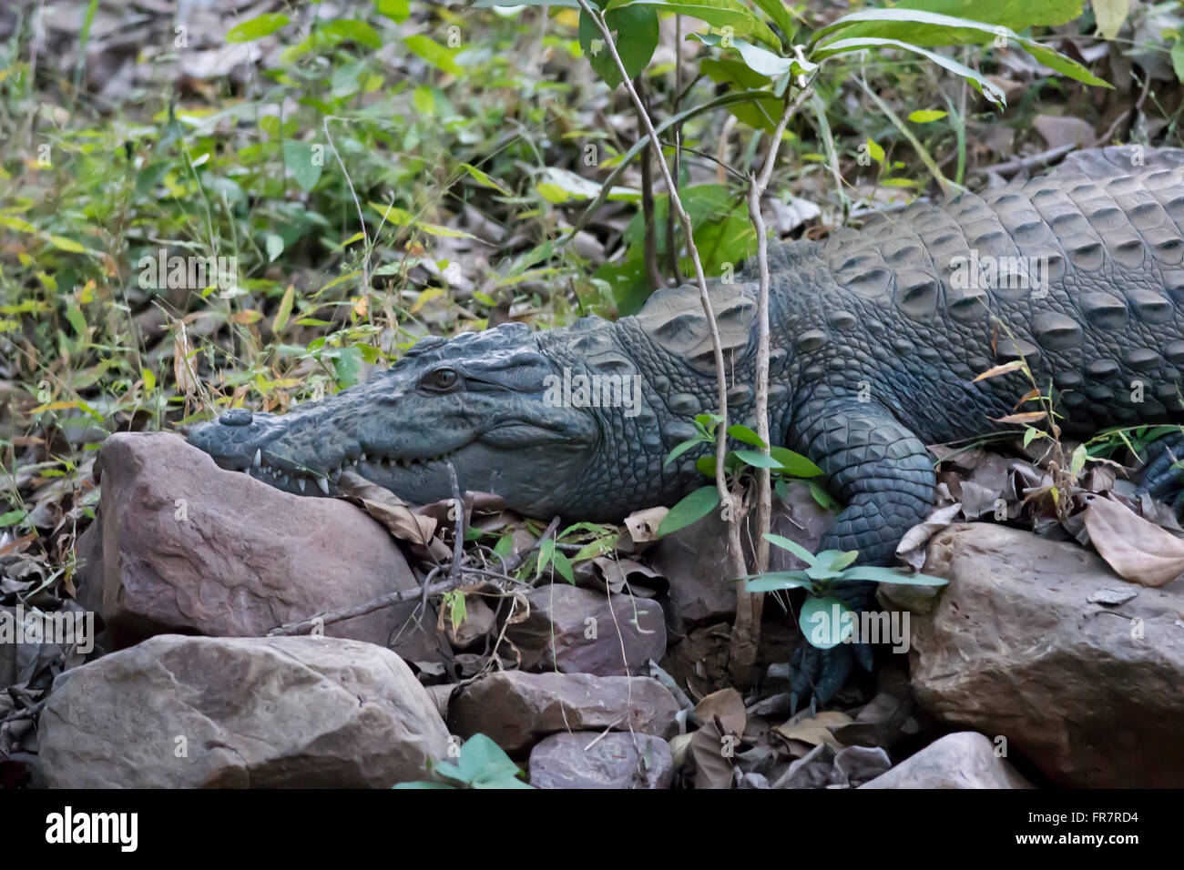 Croco hi-res stock photography and images - Alamy