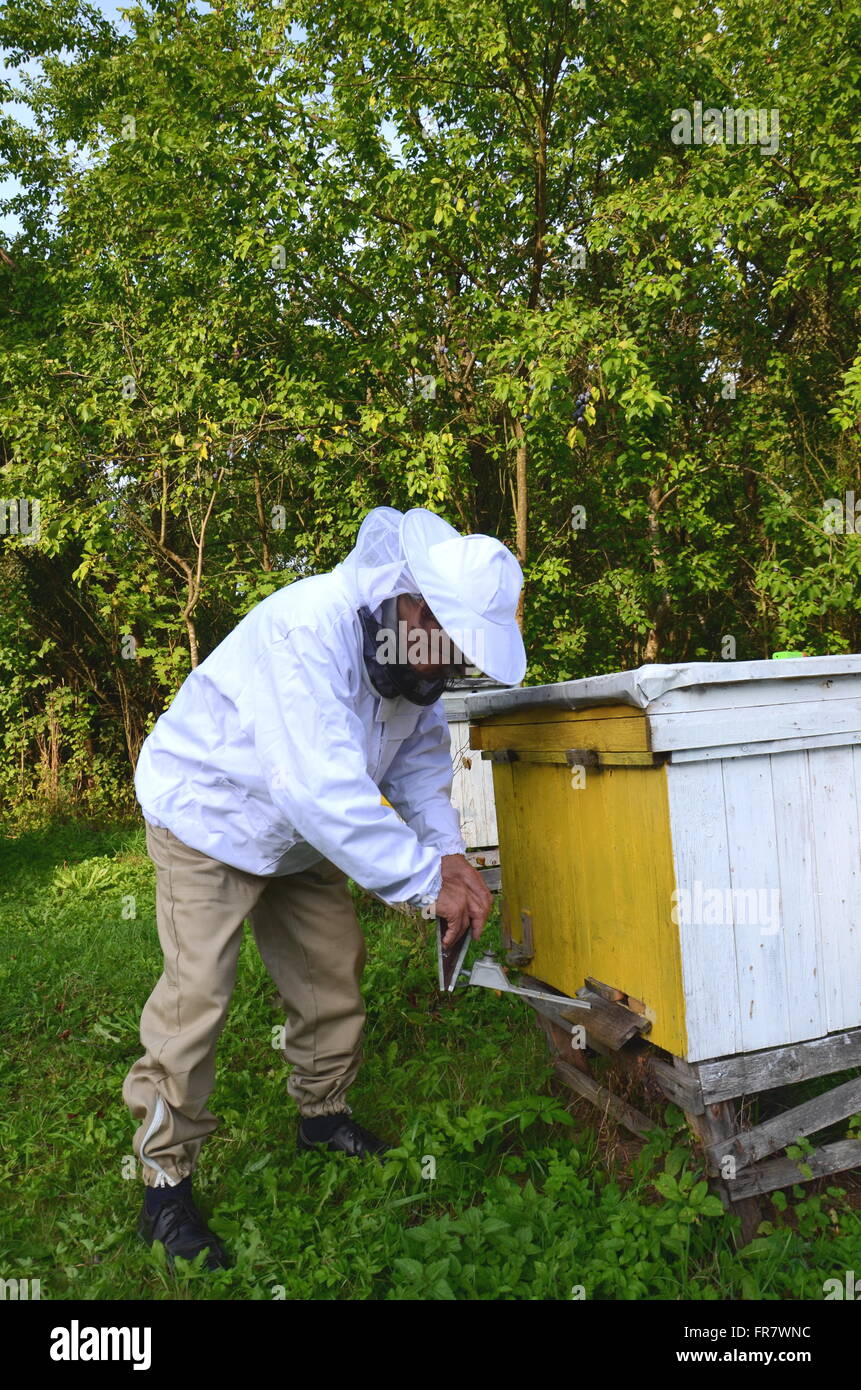 experienced apiarist making fumigation against diseases of bees in ...