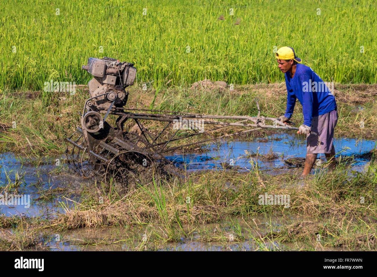 Philippines Leyte Ormoc Preparing the rice fields for planting Adrian ...