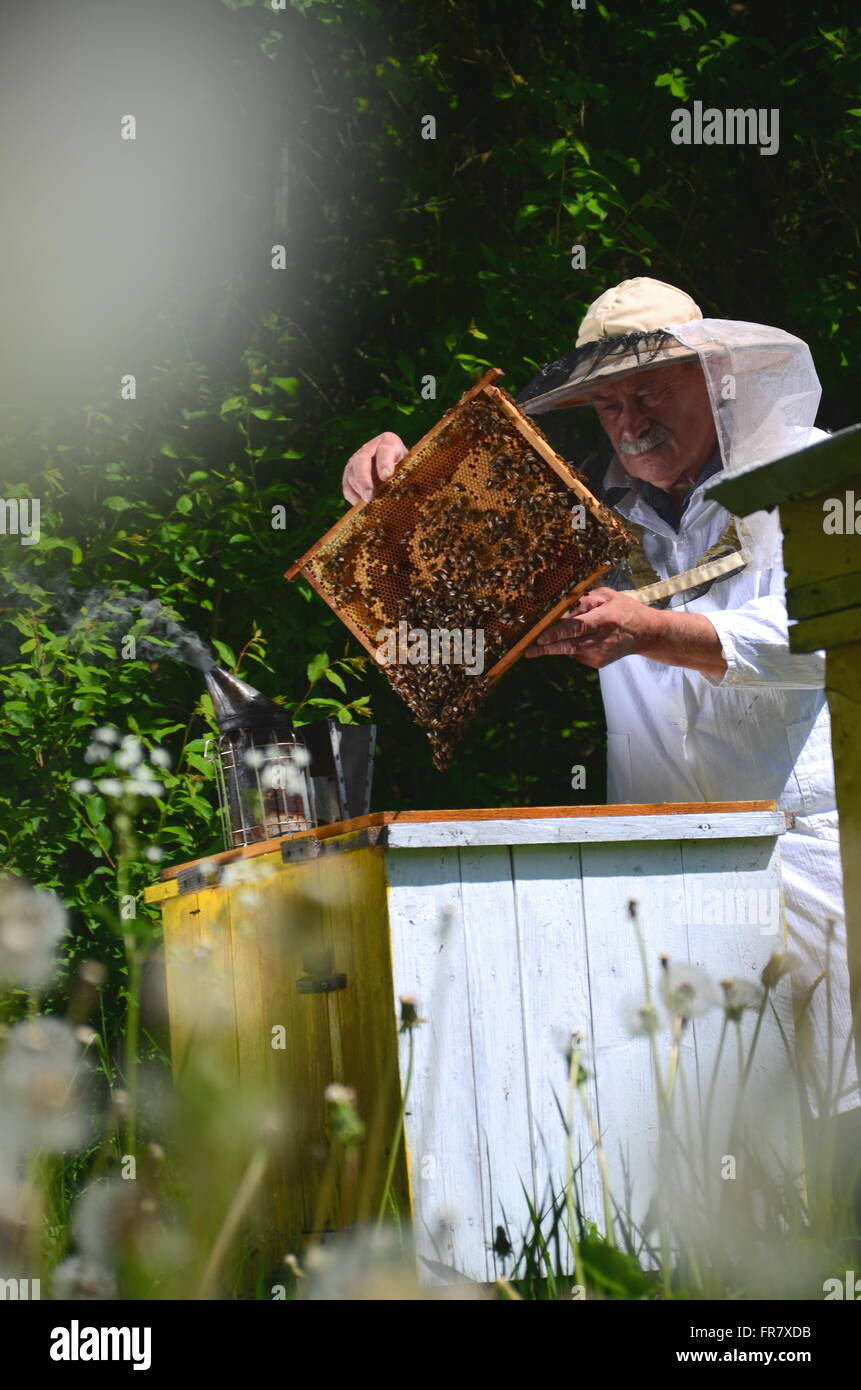 senior apiarist making inspection in apiary in the springtime Stock ...