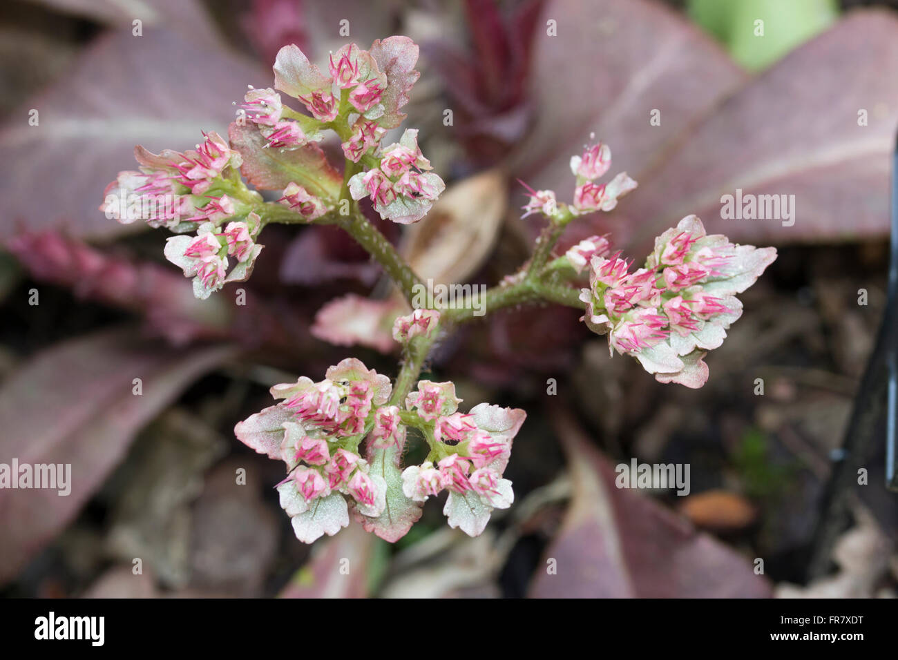 Chrysosplenium macrophyllum hi-res stock photography and images - Alamy