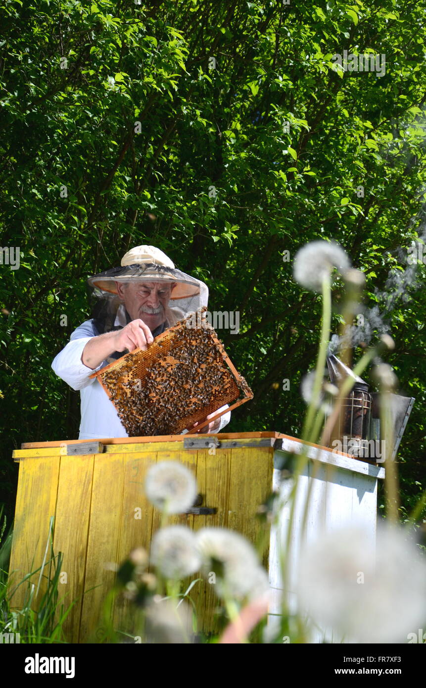 senior apiarist making inspection in apiary in the springtime Stock ...
