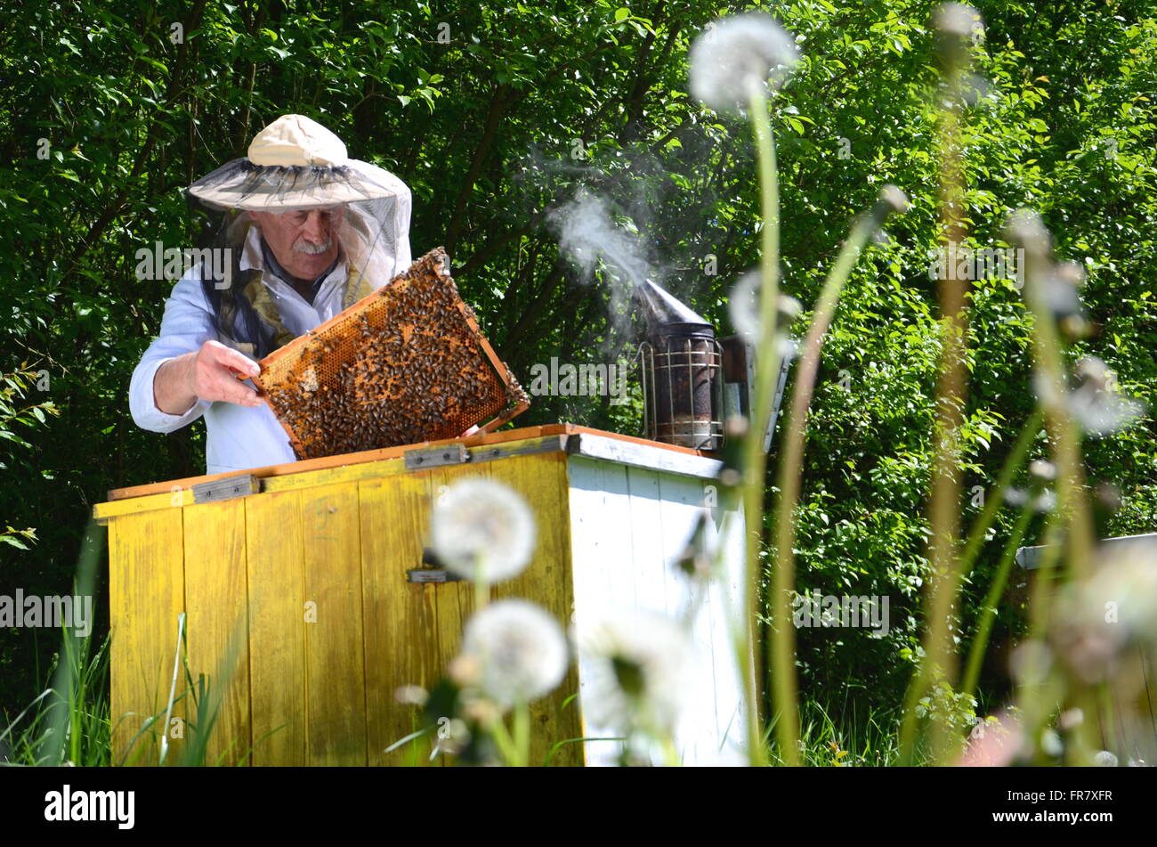 senior apiarist making inspection in apiary in the springtime Stock ...