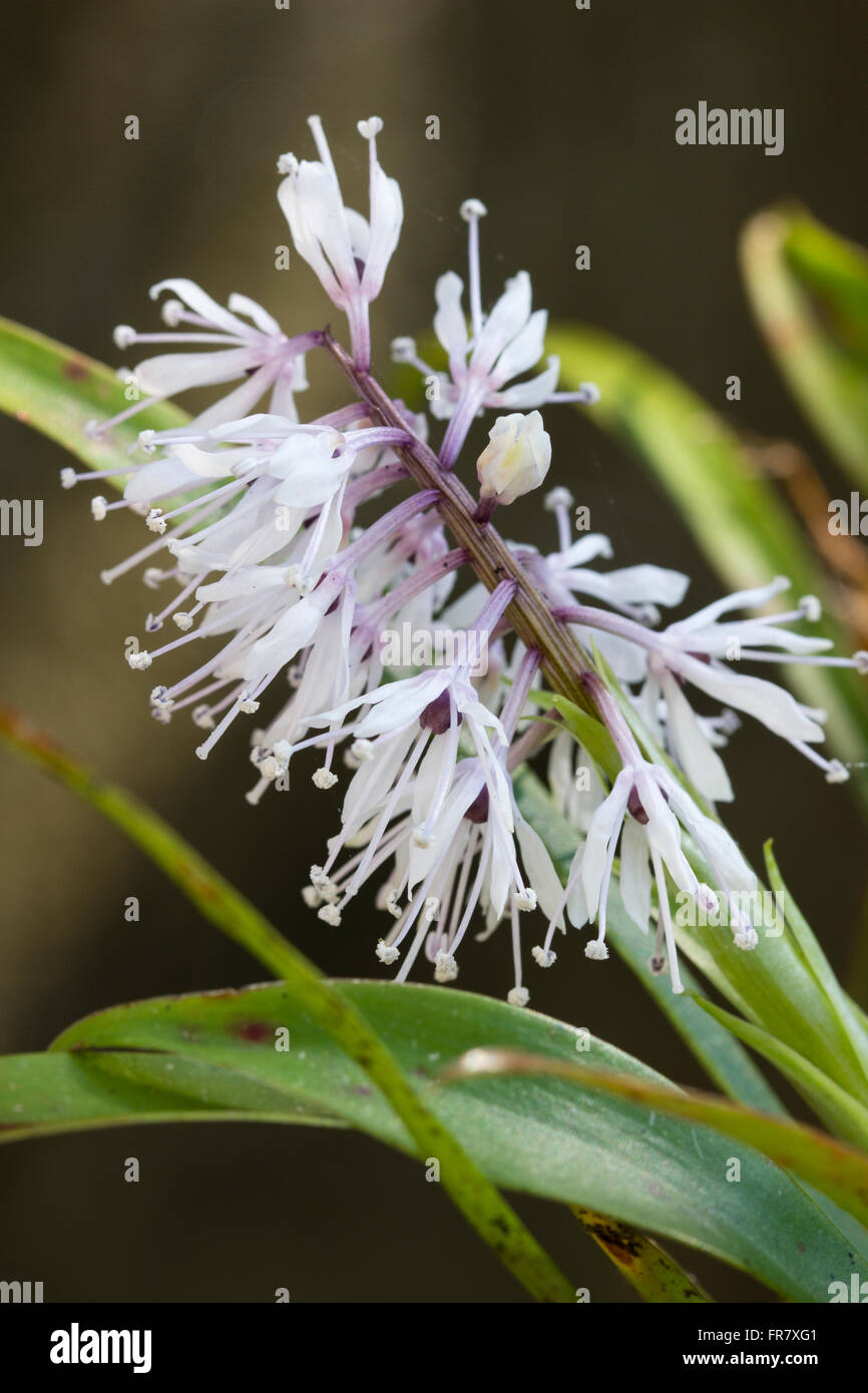 Wispy Evergreen Plant