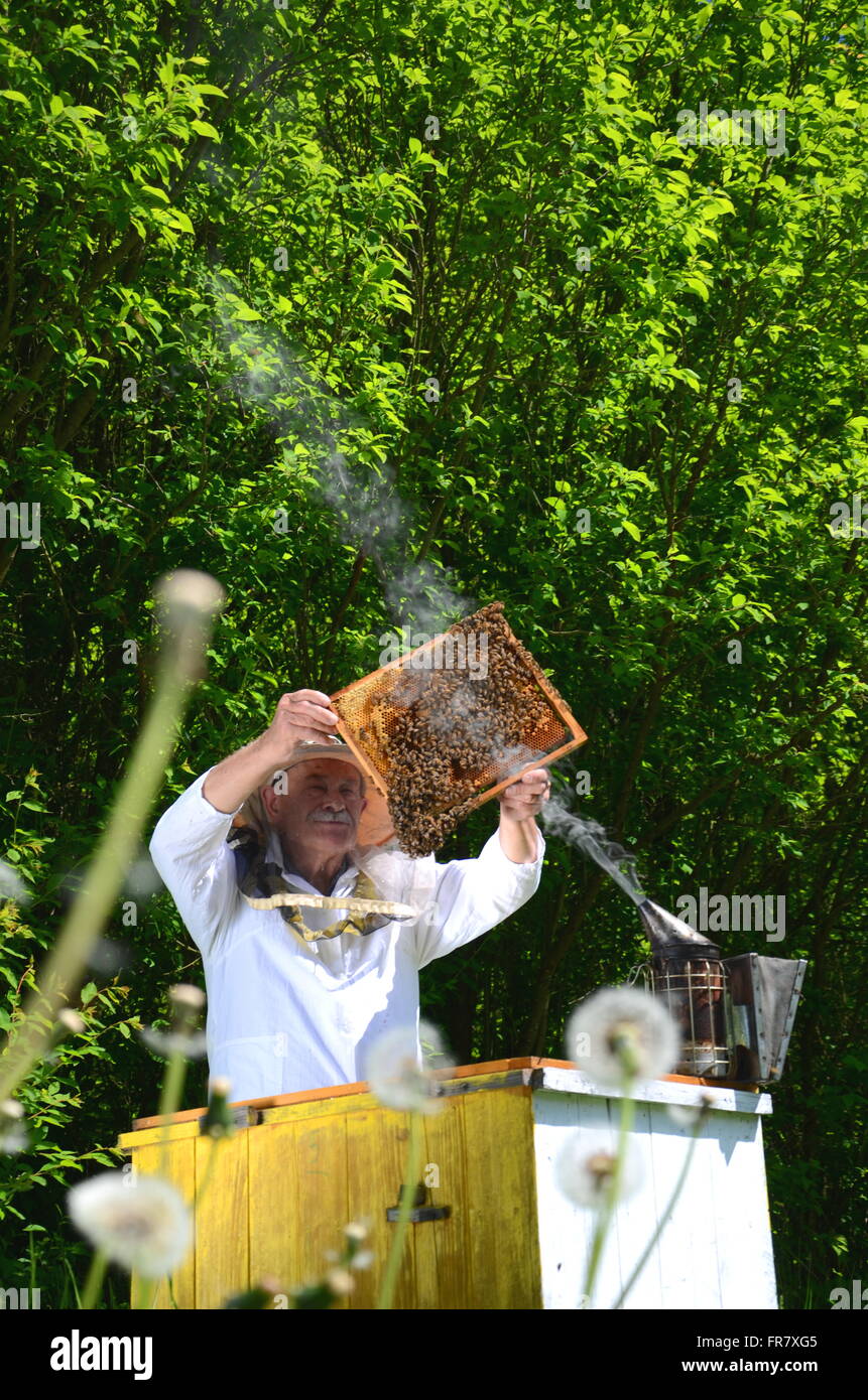 senior apiarist making inspection in apiary in the springtime Stock ...