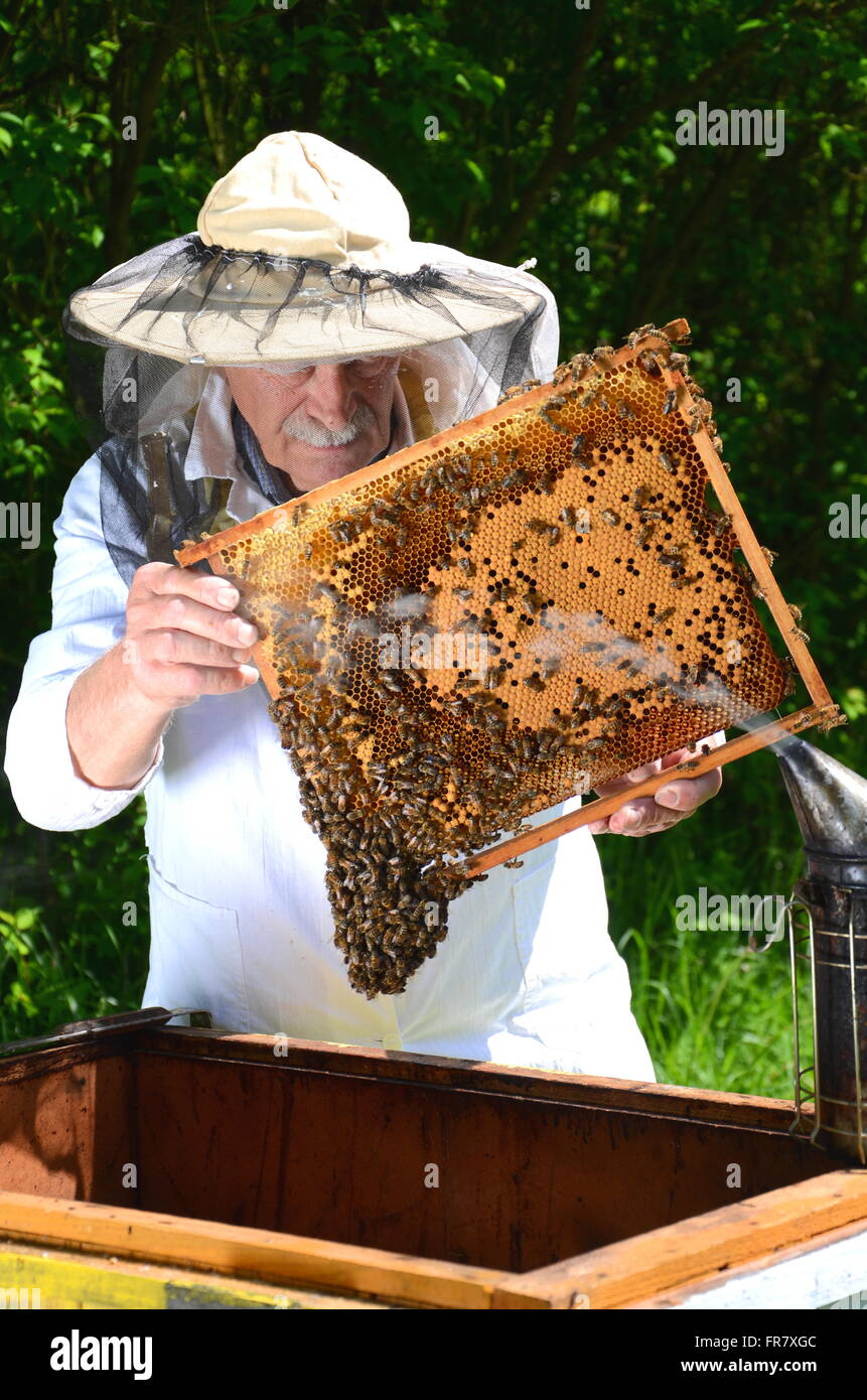 senior apiarist making inspection in apiary in the springtime Stock ...