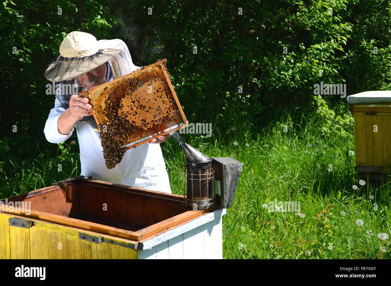 senior apiarist making inspection in apiary in the springtime Stock ...