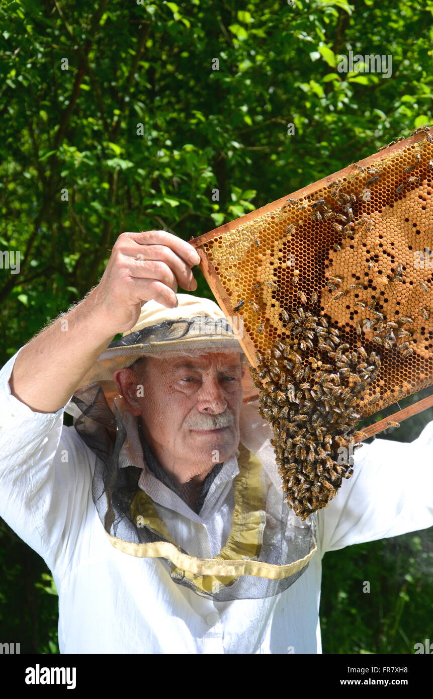 senior apiarist making inspection in apiary in the springtime Stock ...