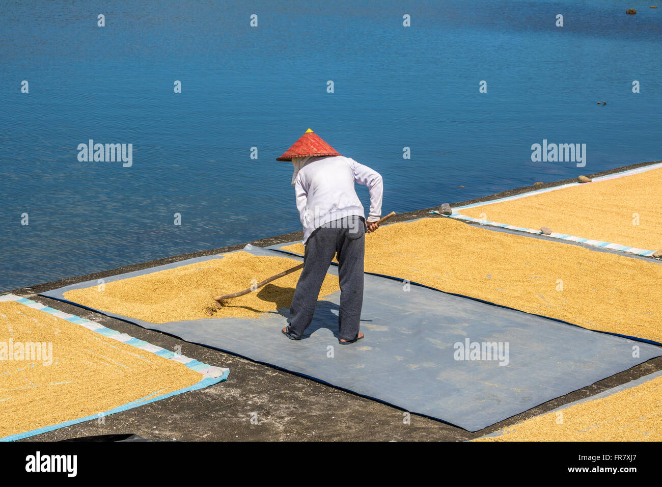 Spreading rice to dry hi-res stock photography and images - Alamy
