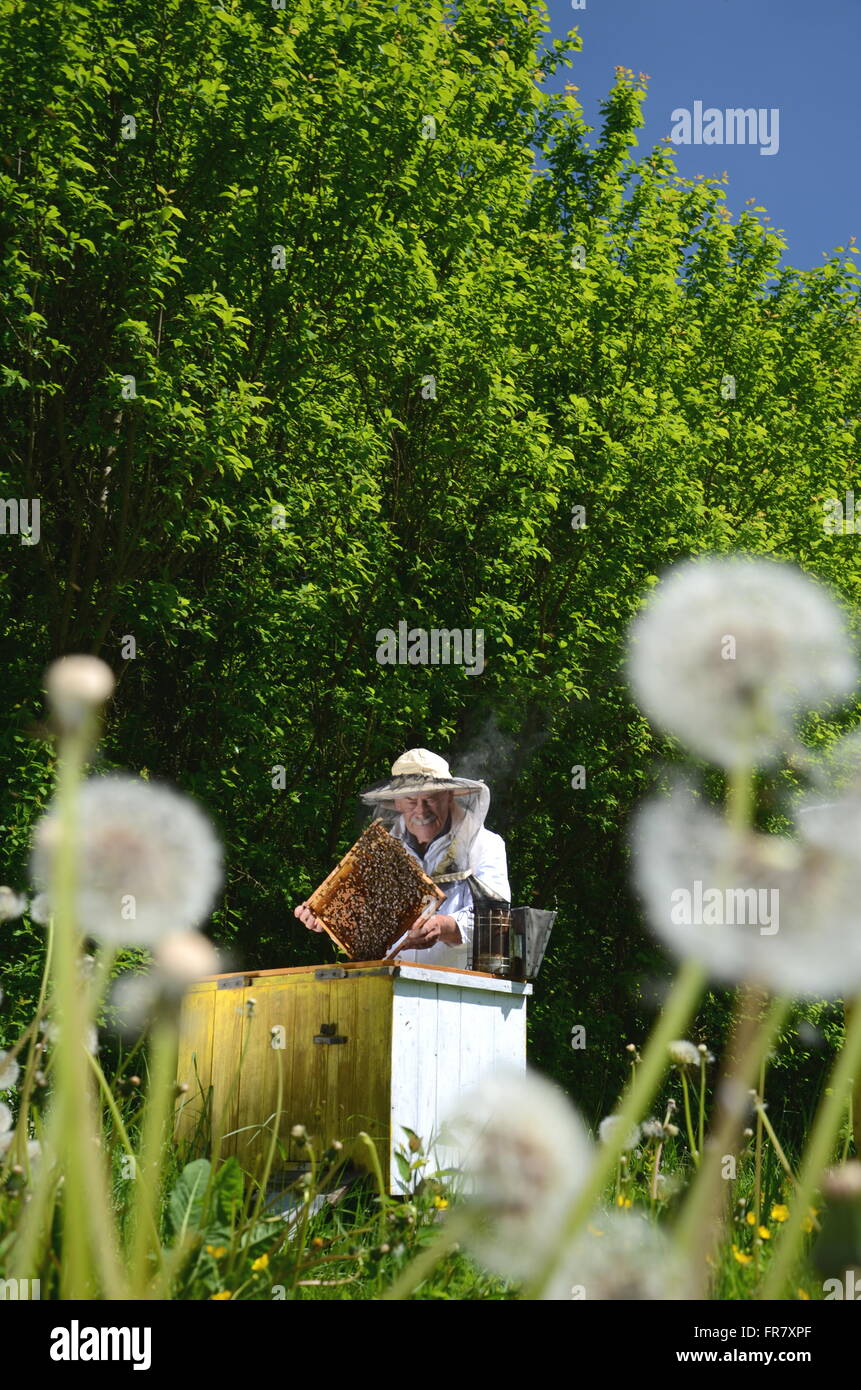 senior apiarist making inspection in apiary in the springtime Stock ...