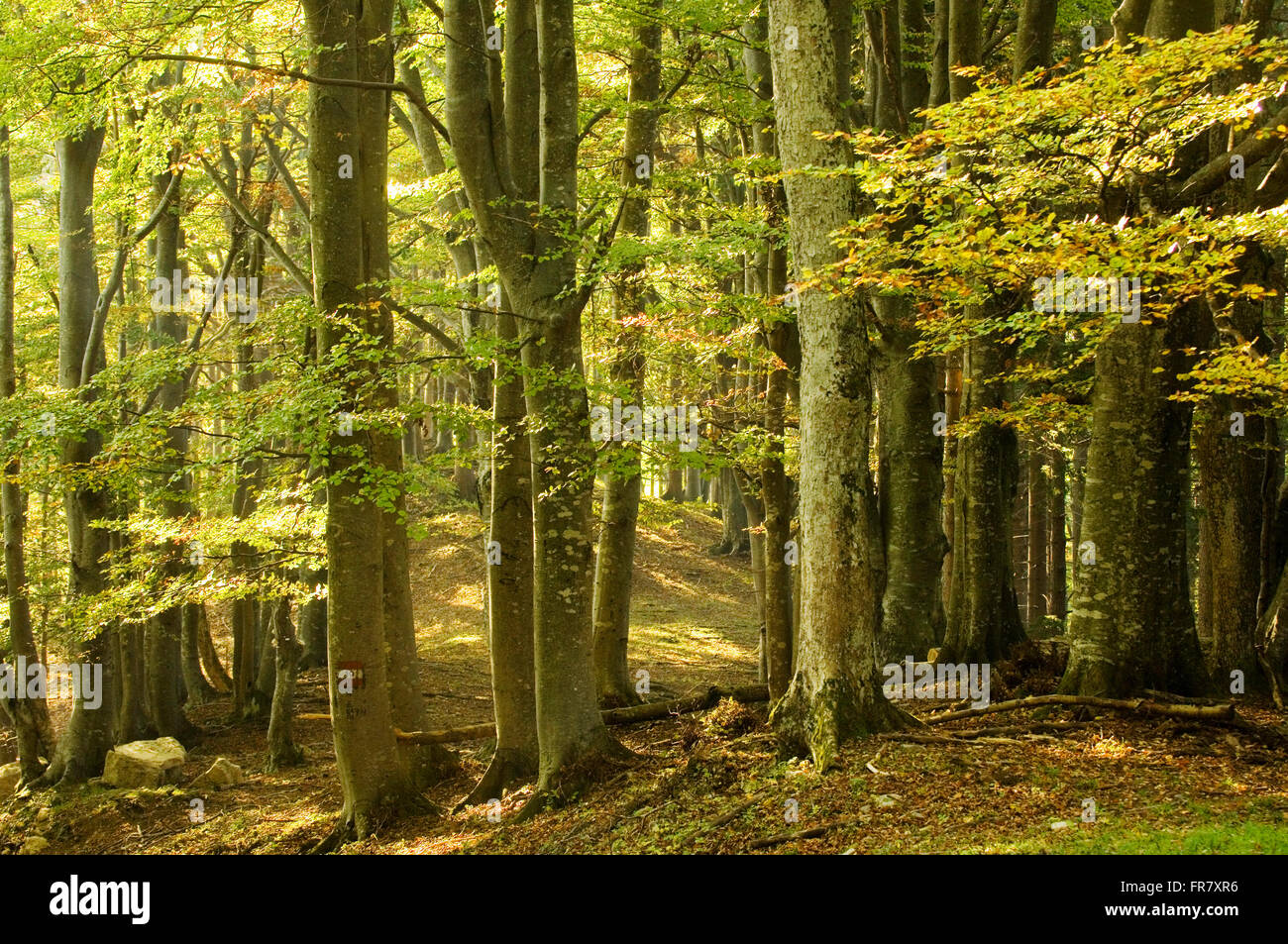 Österreich, Niederösterreich, im Mostviertel bei Scheibbs, Waldweg beim ...