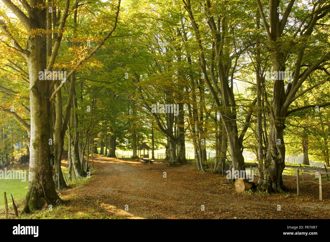 Österreich, Niederösterreich, im Mostviertel bei Scheibbs, Waldweg beim ...