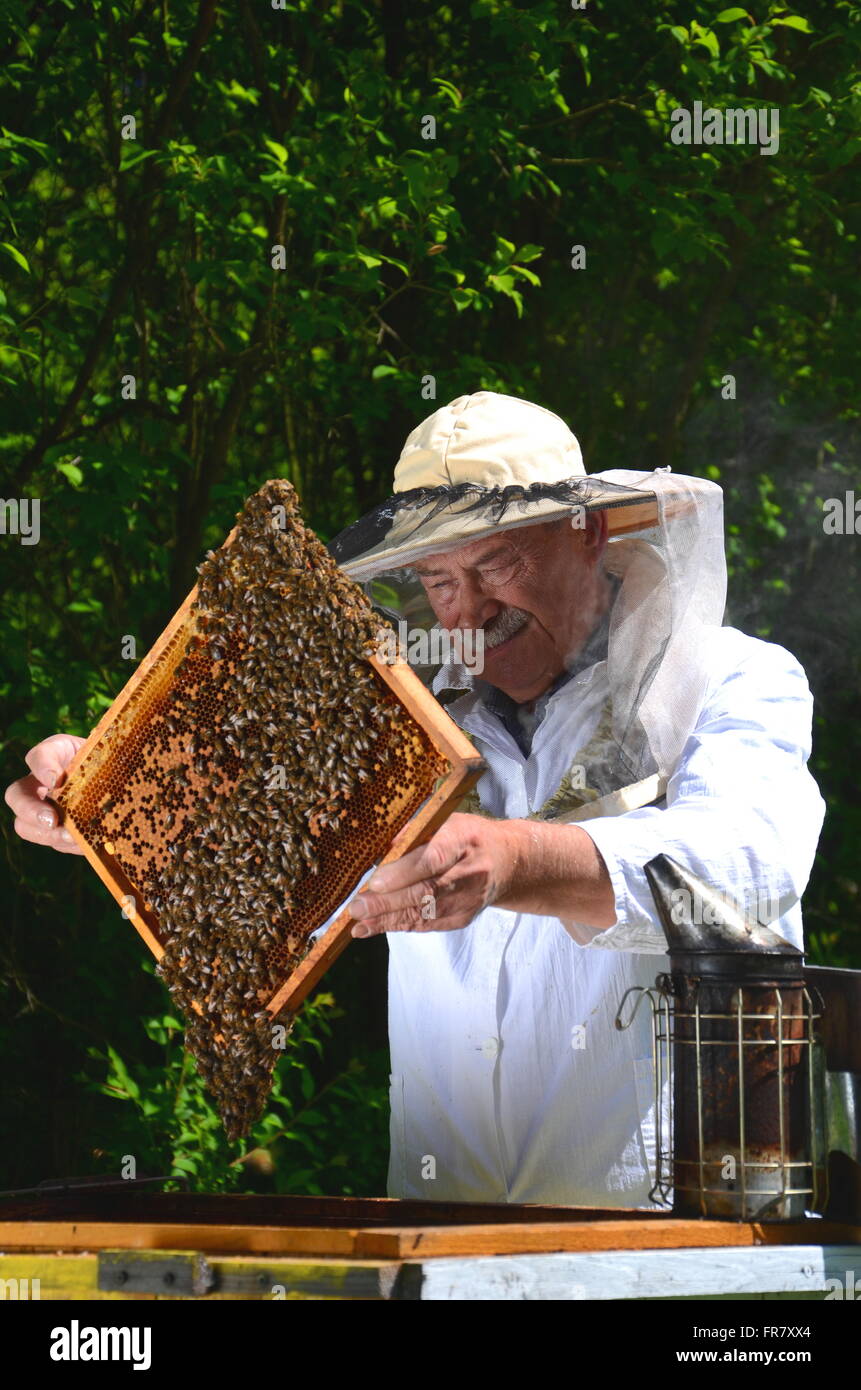 senior apiarist making inspection in apiary in the springtime Stock ...