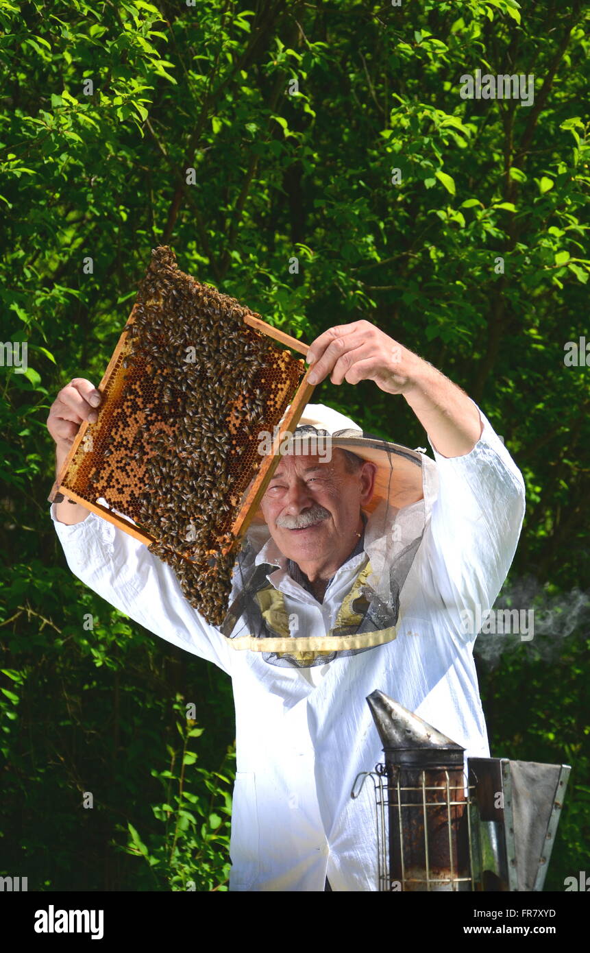 senior apiarist making inspection in apiary in the springtime Stock ...