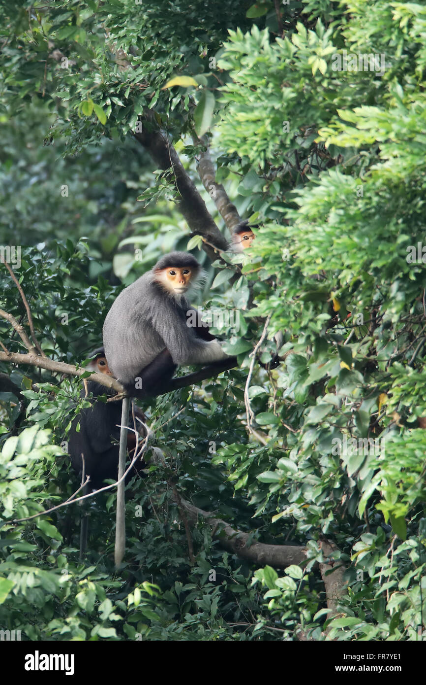 Red-shanked Douc Langur in the wild, this species is an endemic primate ...