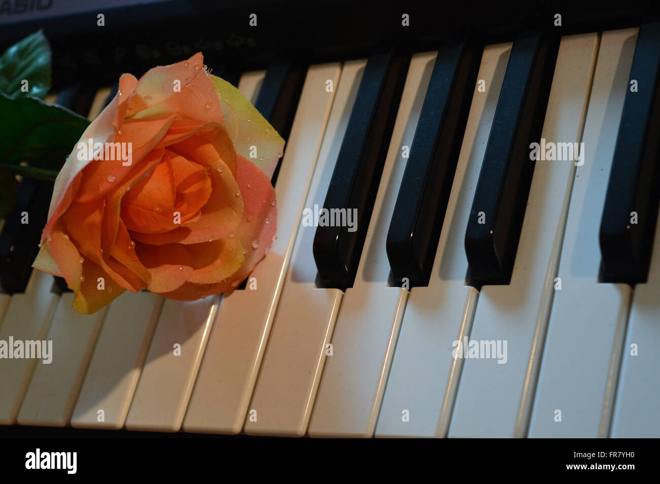 Rose on Keyboard Stock Photo - Alamy
