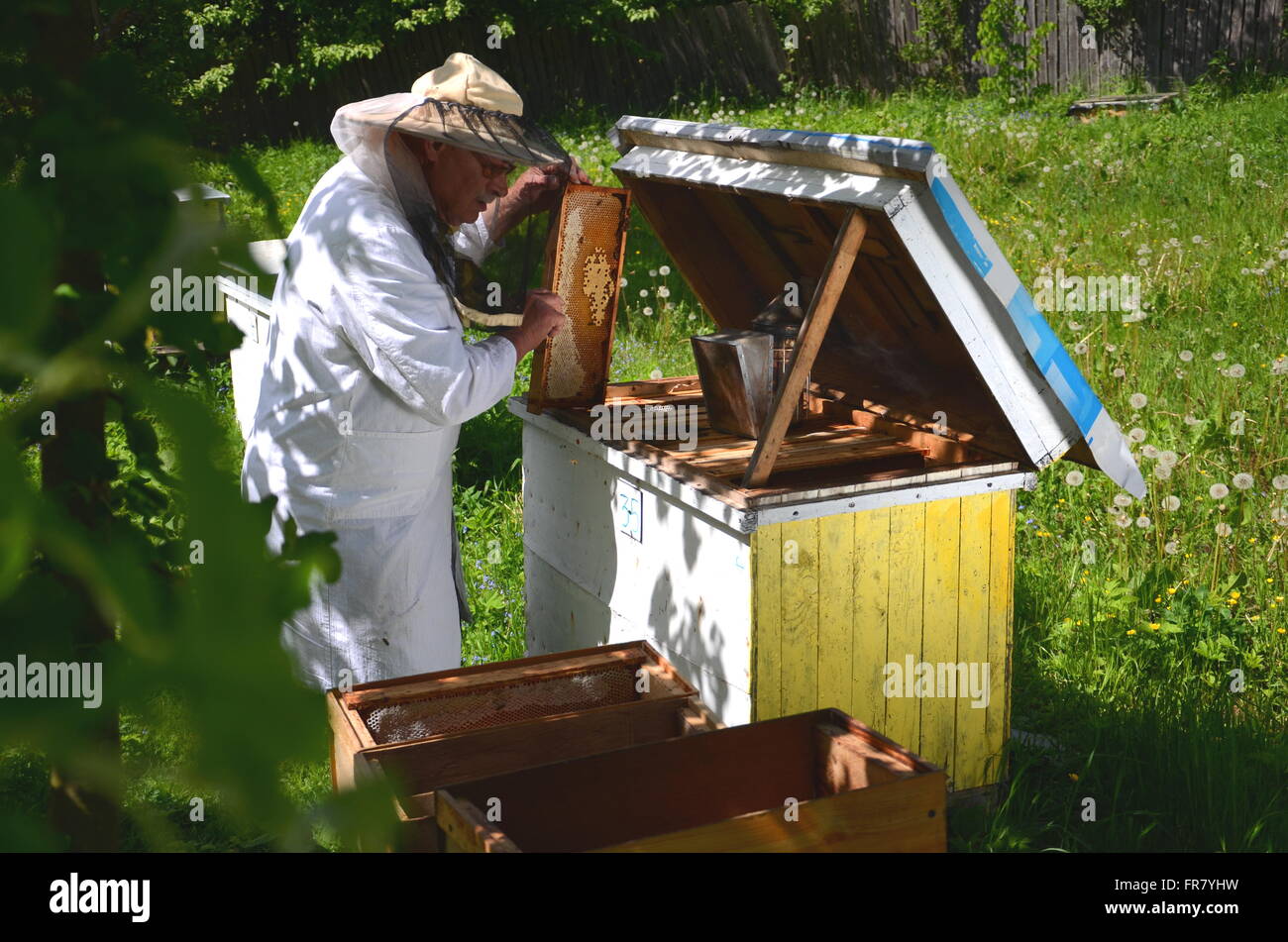 senior apiarist making inspection in apiary in the springtime Stock ...