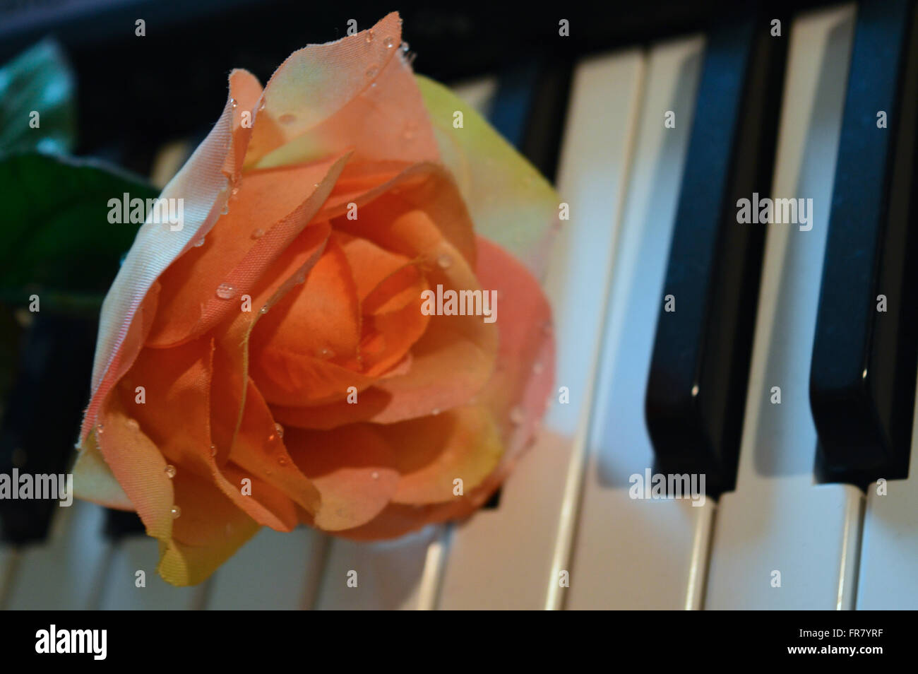 Rose on Keyboard Stock Photo - Alamy