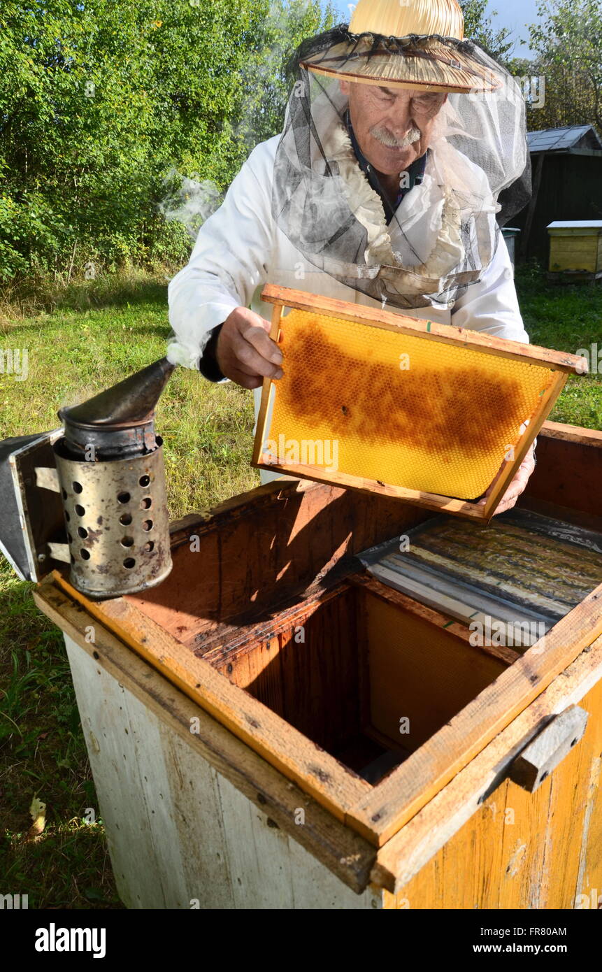 Experienced senior apiarist making inspection in apiary after summer ...