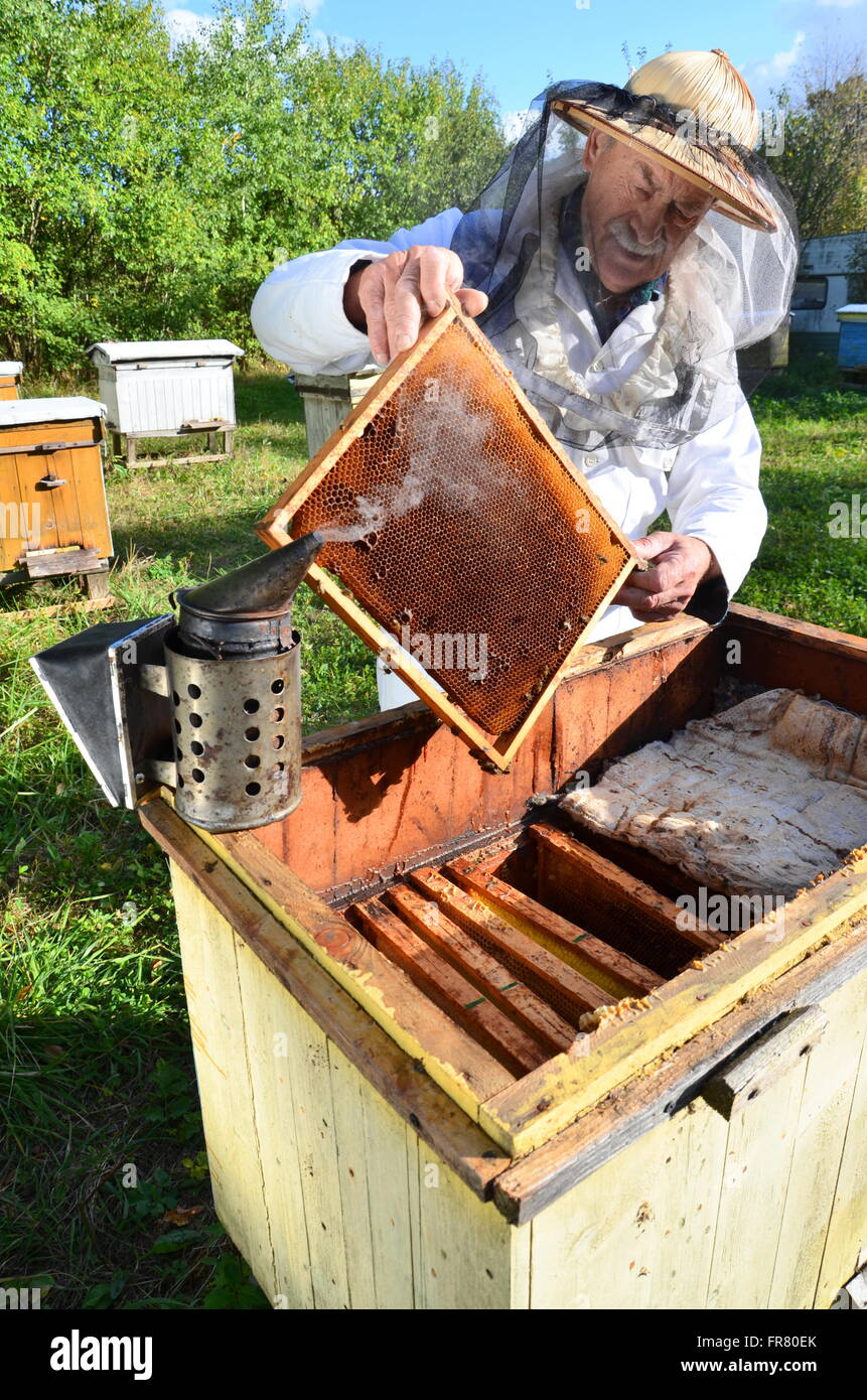 Experienced senior apiarist making inspection in apiary after summer ...