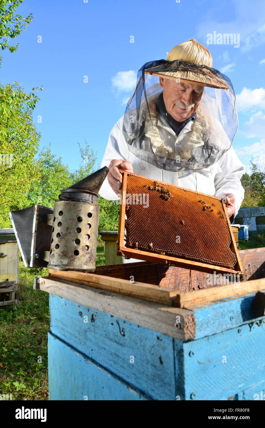Experienced senior apiarist making inspection in apiary after summer ...