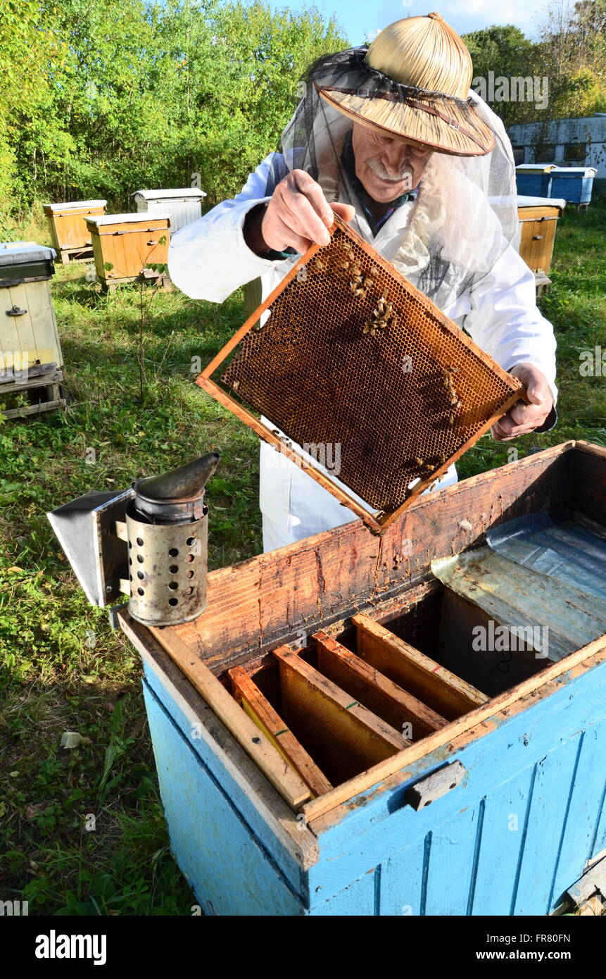 Experienced senior apiarist making inspection in apiary after summer ...
