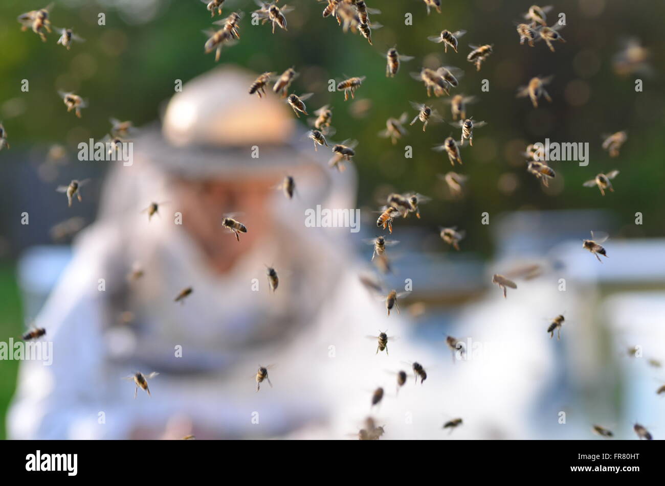 Experienced senior apiarist and swarm of bees in apiary Stock Photo - Alamy