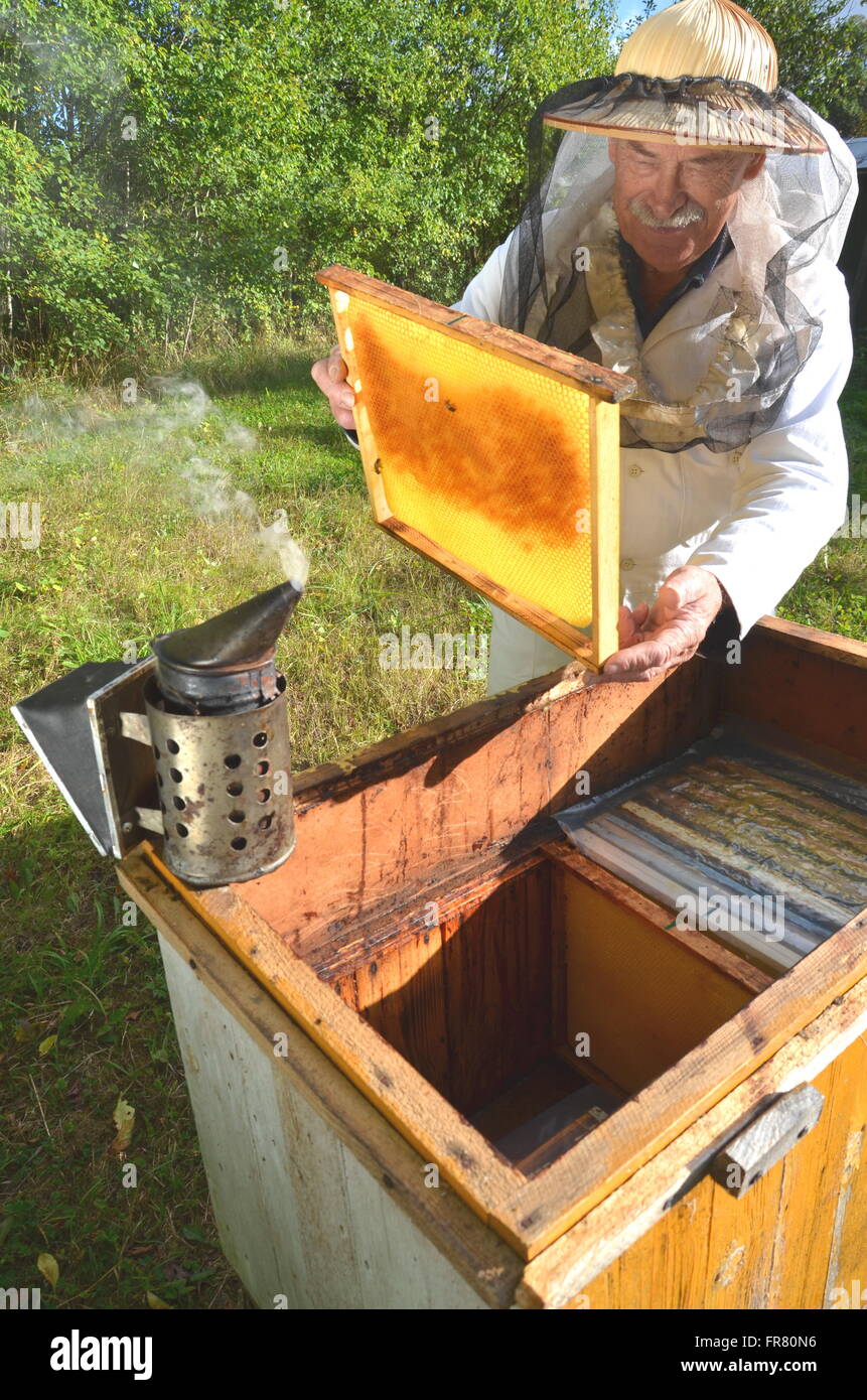 Experienced senior apiarist making inspection in apiary after summer ...