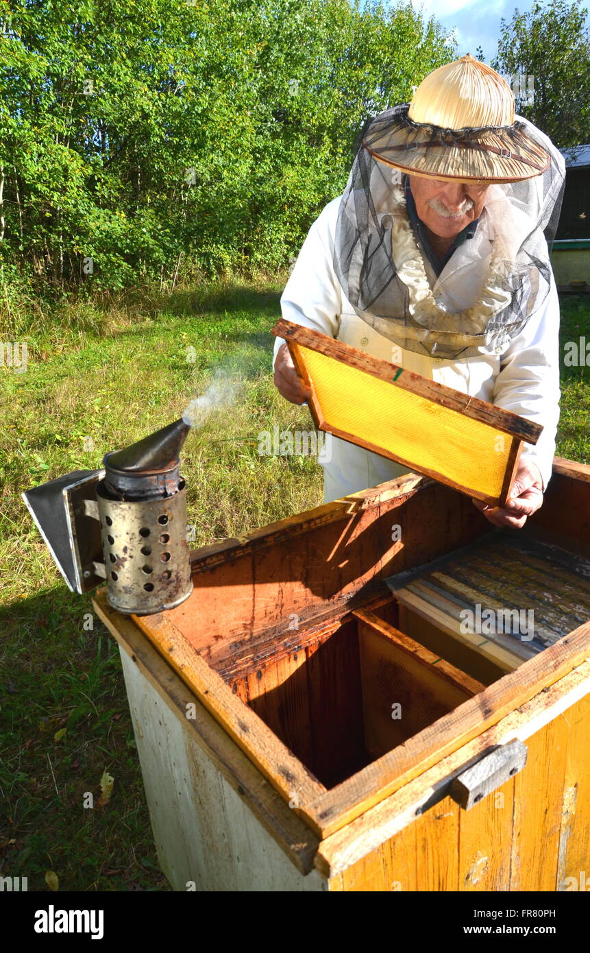 Experienced senior apiarist making inspection in apiary after summer ...