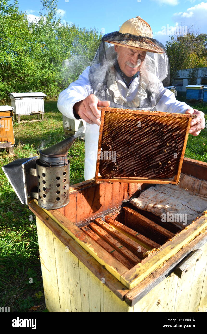 Experienced senior apiarist making inspection in apiary after summer ...