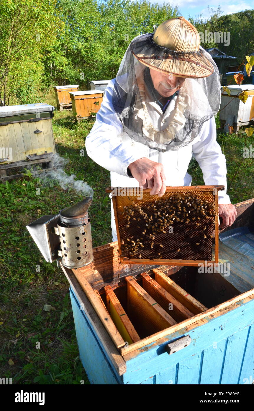 Experienced senior apiarist making inspection in apiary after summer ...