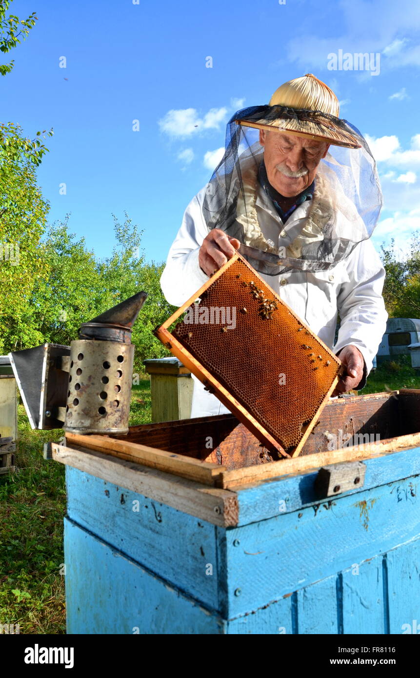 Experienced senior apiarist making inspection in apiary after summer ...