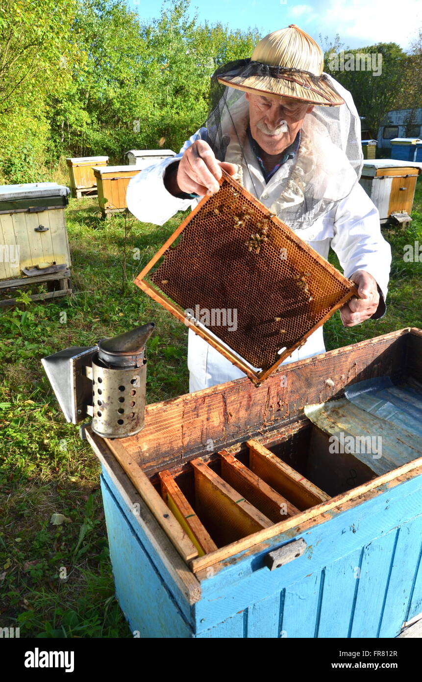 Experienced senior apiarist making inspection in apiary after summer ...