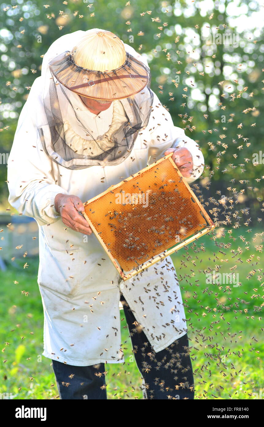 Experienced senior apiarist and swarm of bees in apiary Stock Photo - Alamy
