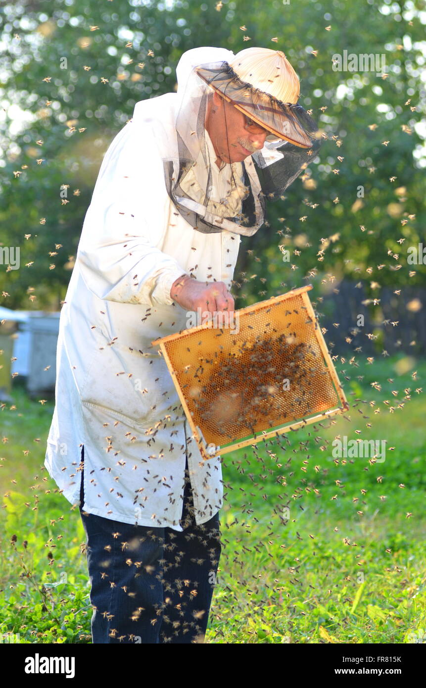 Experienced senior apiarist and swarm of bees in apiary Stock Photo - Alamy