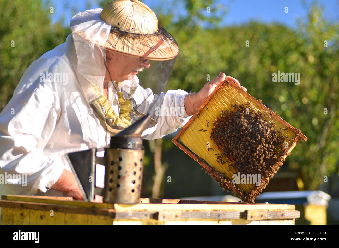 senior apiarist making inspection in apiary in the springtime Stock ...