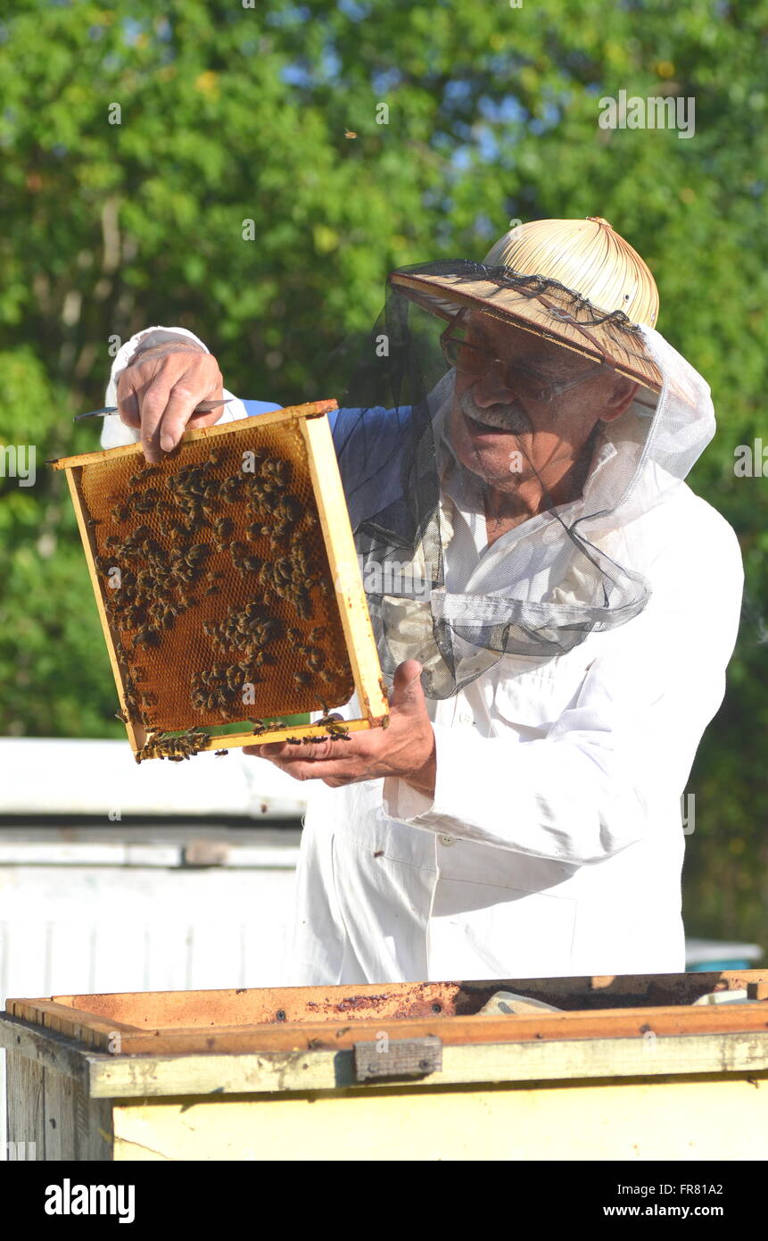 senior apiarist making inspection in apiary in the springtime Stock ...