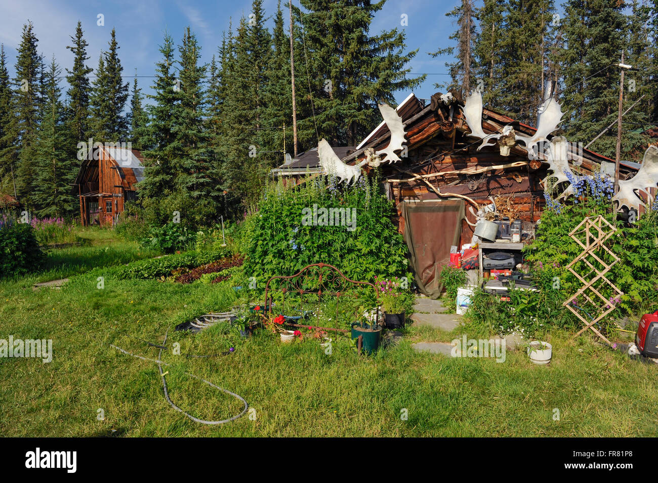 WISEMAN, ALASKA, USA-JULY 13, 2009: trappers hut and trappers garden ...