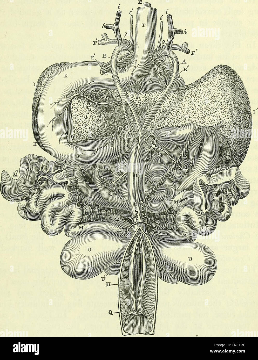 'On the Anatomy of Vertebrates' (1866) explores the detailed structure ...