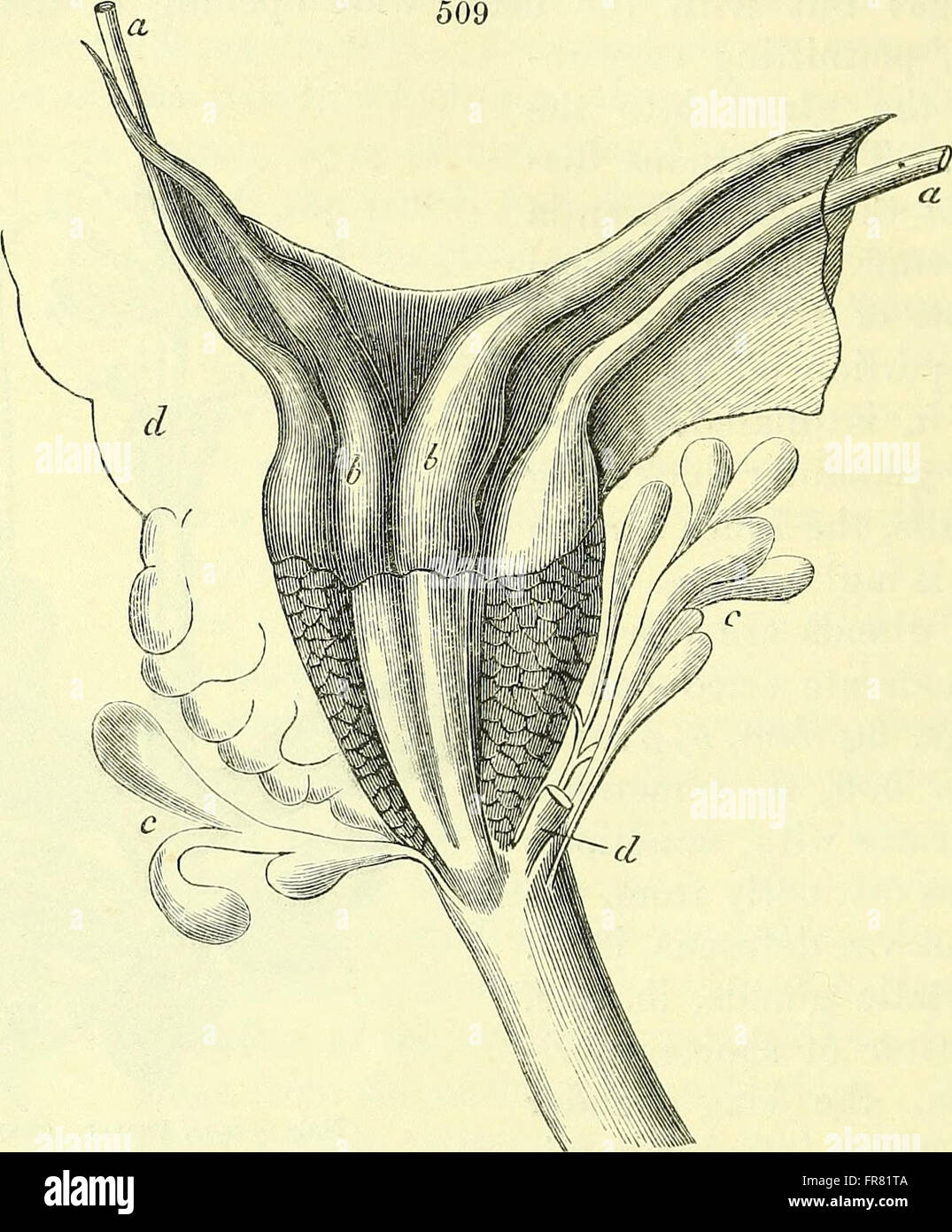 This 1866 resource presents a detailed study of vertebrate anatomy ...