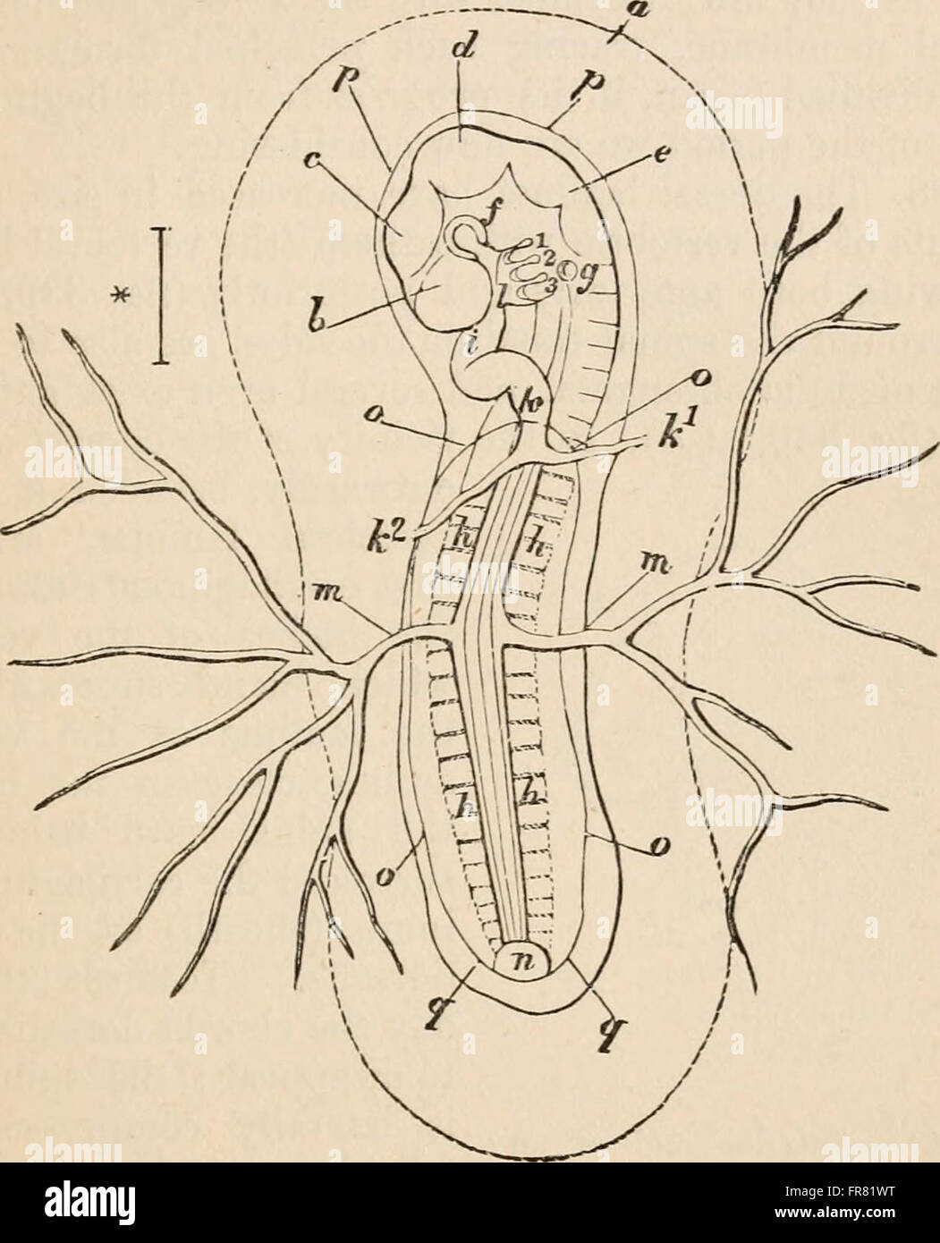 This 1870 textbook outlines comparative physiology, covering the ...