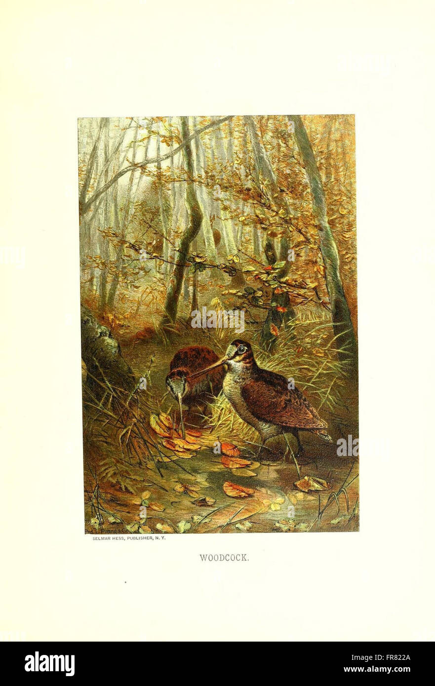 A scientific illustration from 'Our Living World,' depicting diverse ...