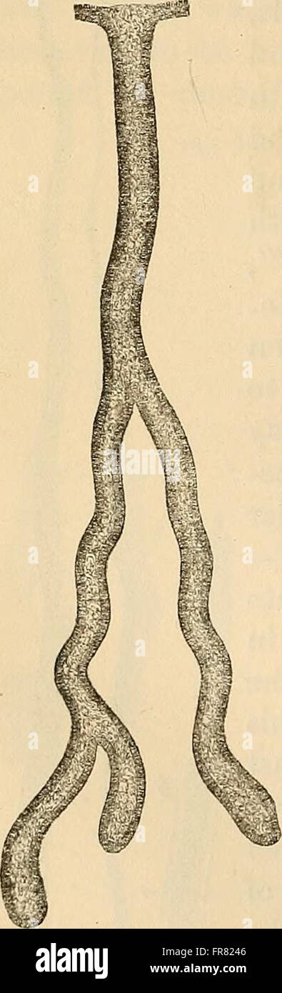The *Manual of Human Histology* (1853) provides a comprehensive guide ...