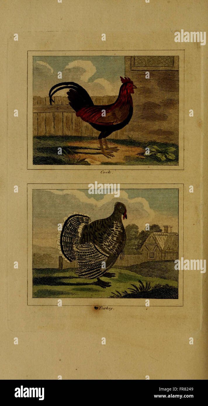 Natural history of birds, fish, insects, and reptiles (Figs. 11-12,14 ...