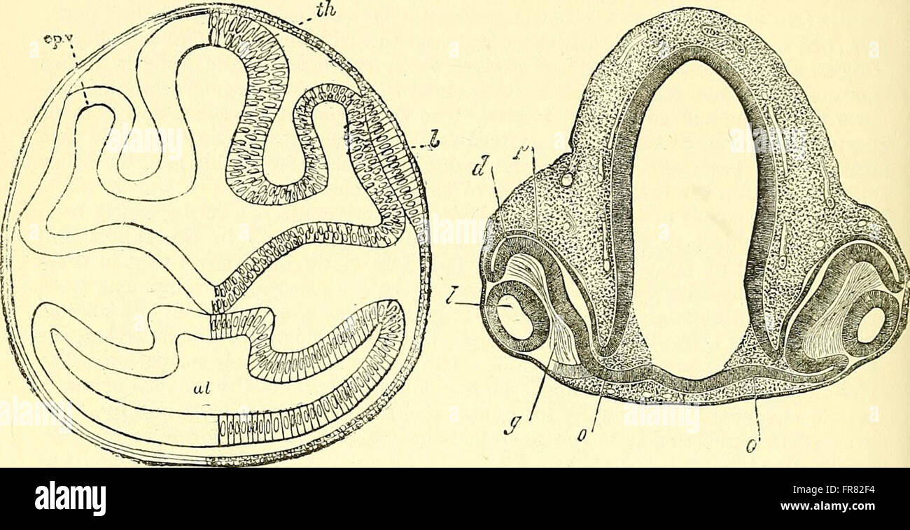 Quain's elements of anatomy (1882 Stock Photo - Alamy