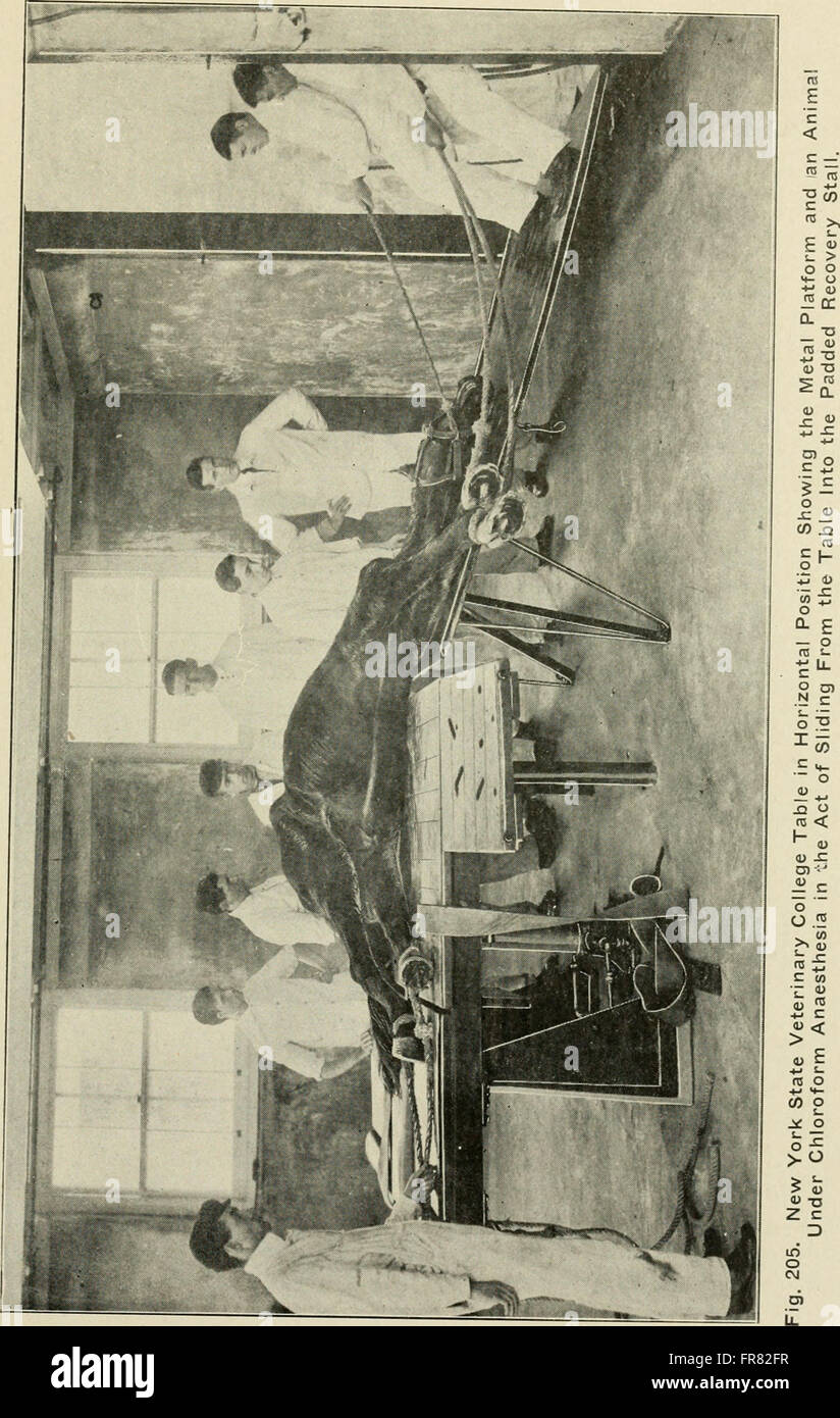 'Restraint of Domestic Animals' (1909) is a comprehensive guide for ...